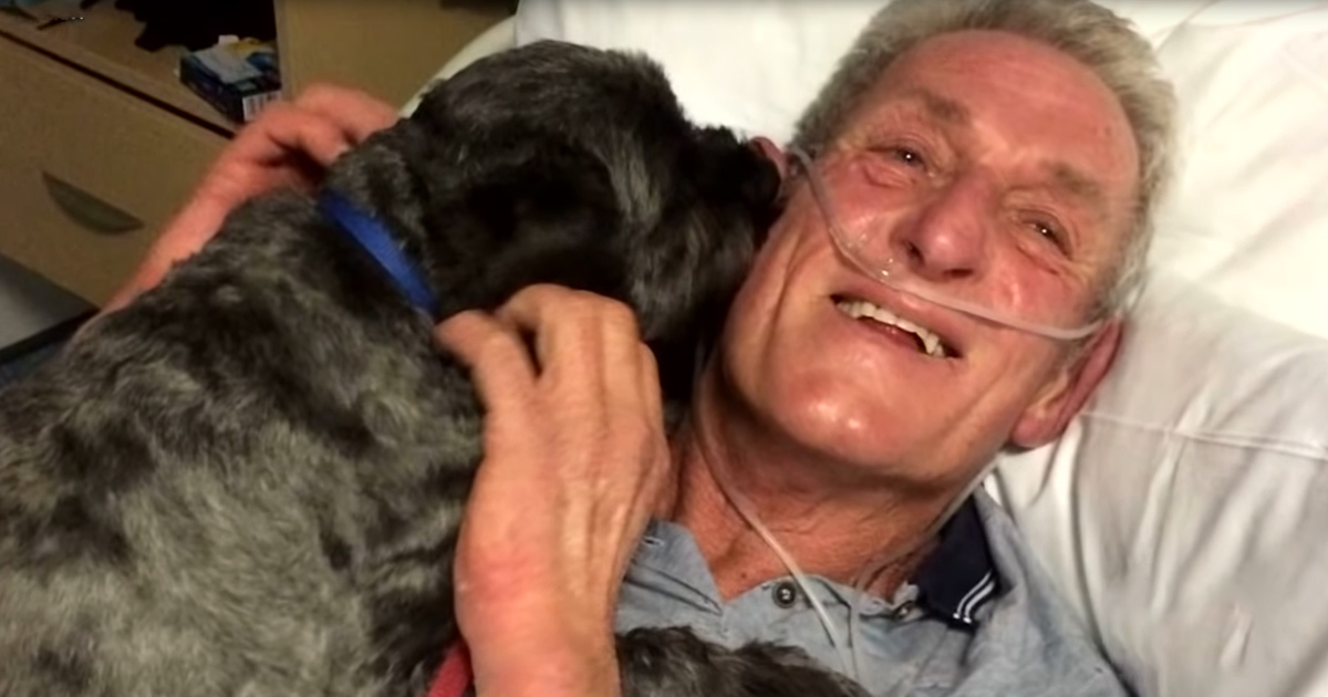 When Pneumonia Puts His Owner into a Coma, Rescue Dog Helps Wake Him ...