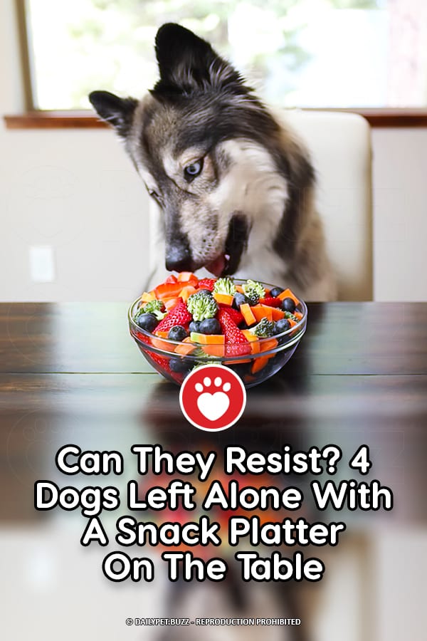 Can They Resist? 4 Dogs Left Alone With A Snack Platter On The Table ...