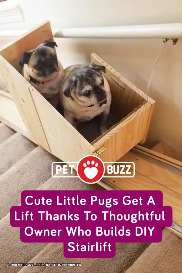 Cute Little Pugs Get A Lift Thanks To Thoughtful Owner Who Builds DIY ...