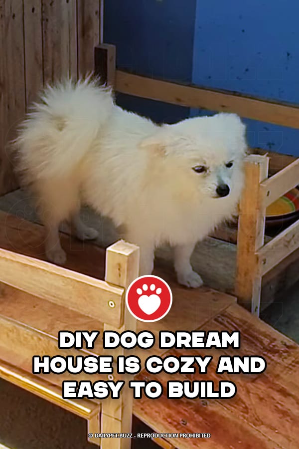 DIY Dog Dream House Is Cozy And Easy To Build | Pet Buzz