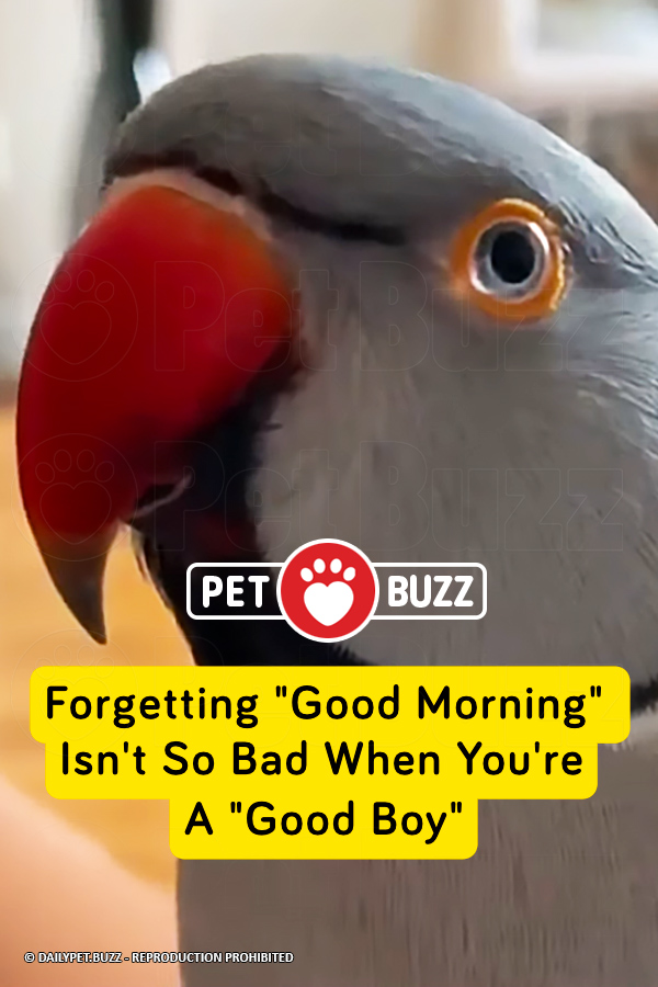 Forgetting “Good Morning” Isn’t So Bad When You’re A “Good Boy” – Pet Buzz
