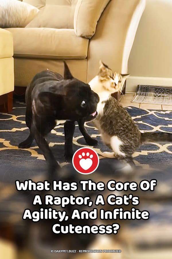 What Has The Core Of A Raptor, A Cat's Agility, And Infinite Cuteness ...
