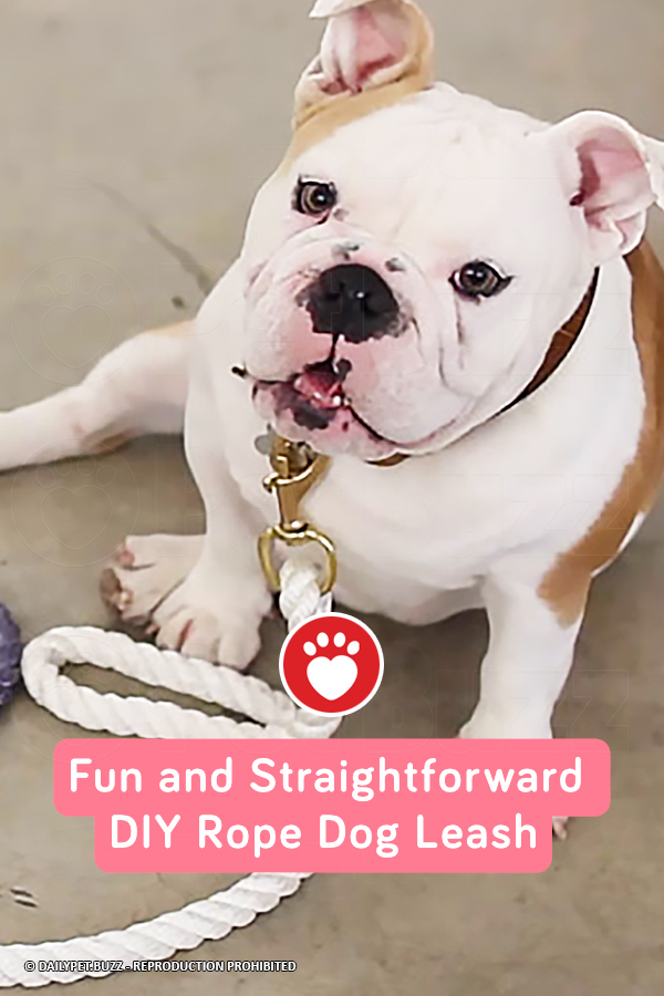 Fun and Straightforward DIY Rope Dog Leash – Pet Buzz
