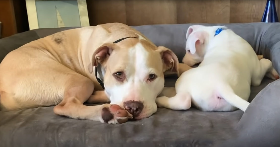 Two Pit Bulls Reuniting After Losing Touch Will Make Your Heart Sing ...