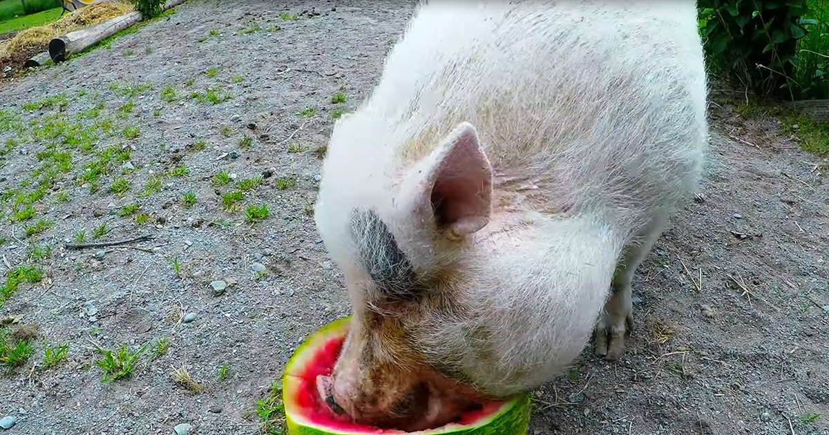 Charming Rescued Pig Can’t Stop Smiling Over Delicious Watermelon Treat ...