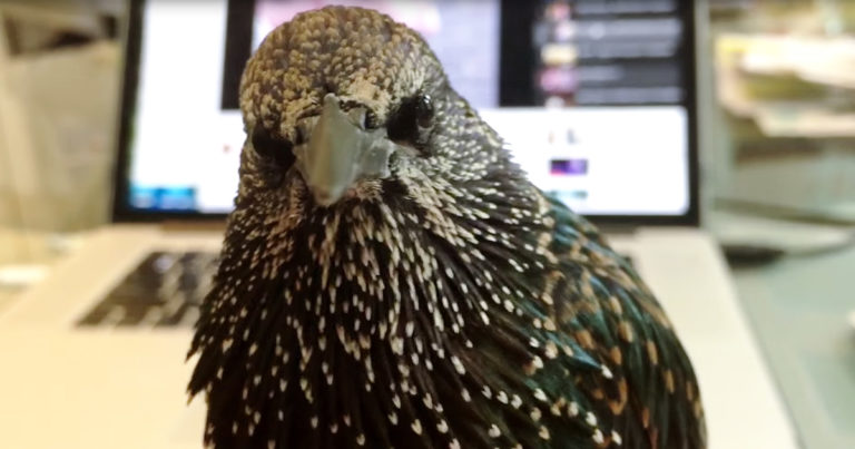 Cheeky Talking Starling Tells Her Favorite Human “I Love You” – Pet Buzz