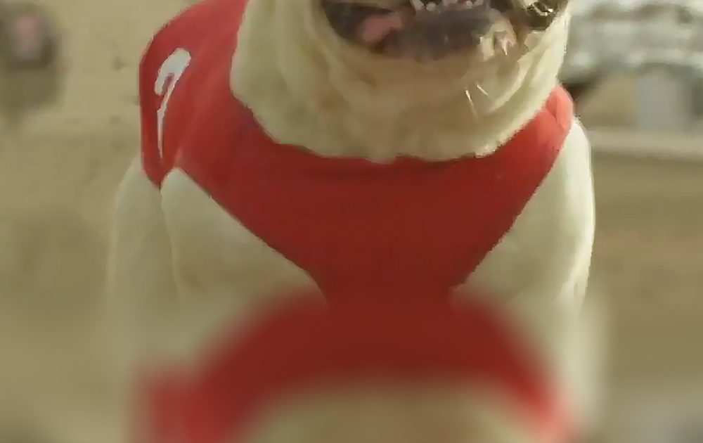 Bulldog Beats the Odds in Clever Super Bowl Ad From Skechers - Pet Buzz