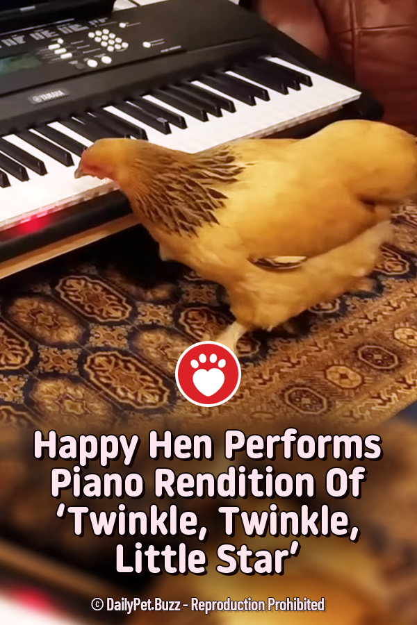 Happy Hen Performs Piano Rendition Of ‘Twinkle, Twinkle, Little Star ...