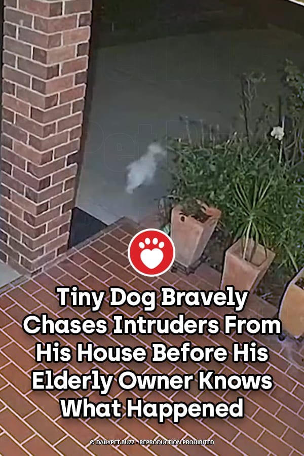 Tiny Dog Bravely Chases Intruders From His House Before His Elderly ...