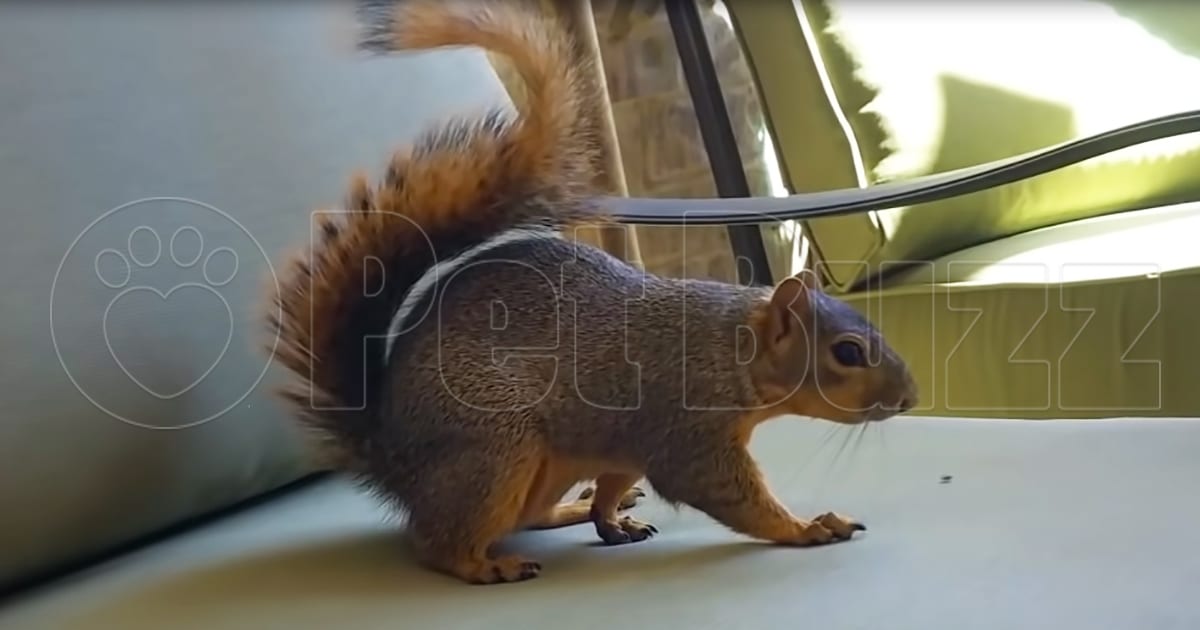 Hyperactive squirrel scurries away from the tickle monster | Pet Buzz