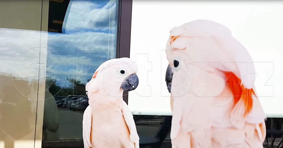 When two cockatoos get together, their conversation takes an ...