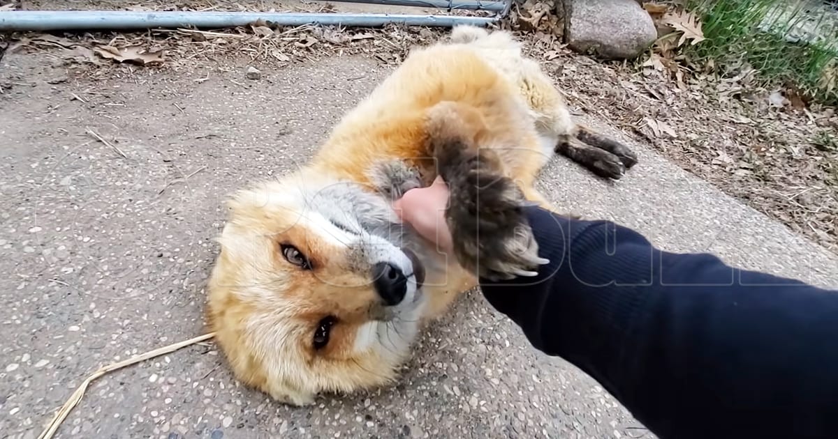 Happy red foxes giggle as rescue worker cares for them | Pet Buzz