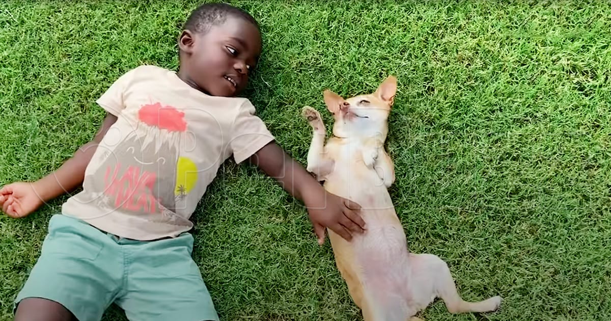 Young boy is terrified of dogs until he meets a senior chihuahua | Pet Buzz