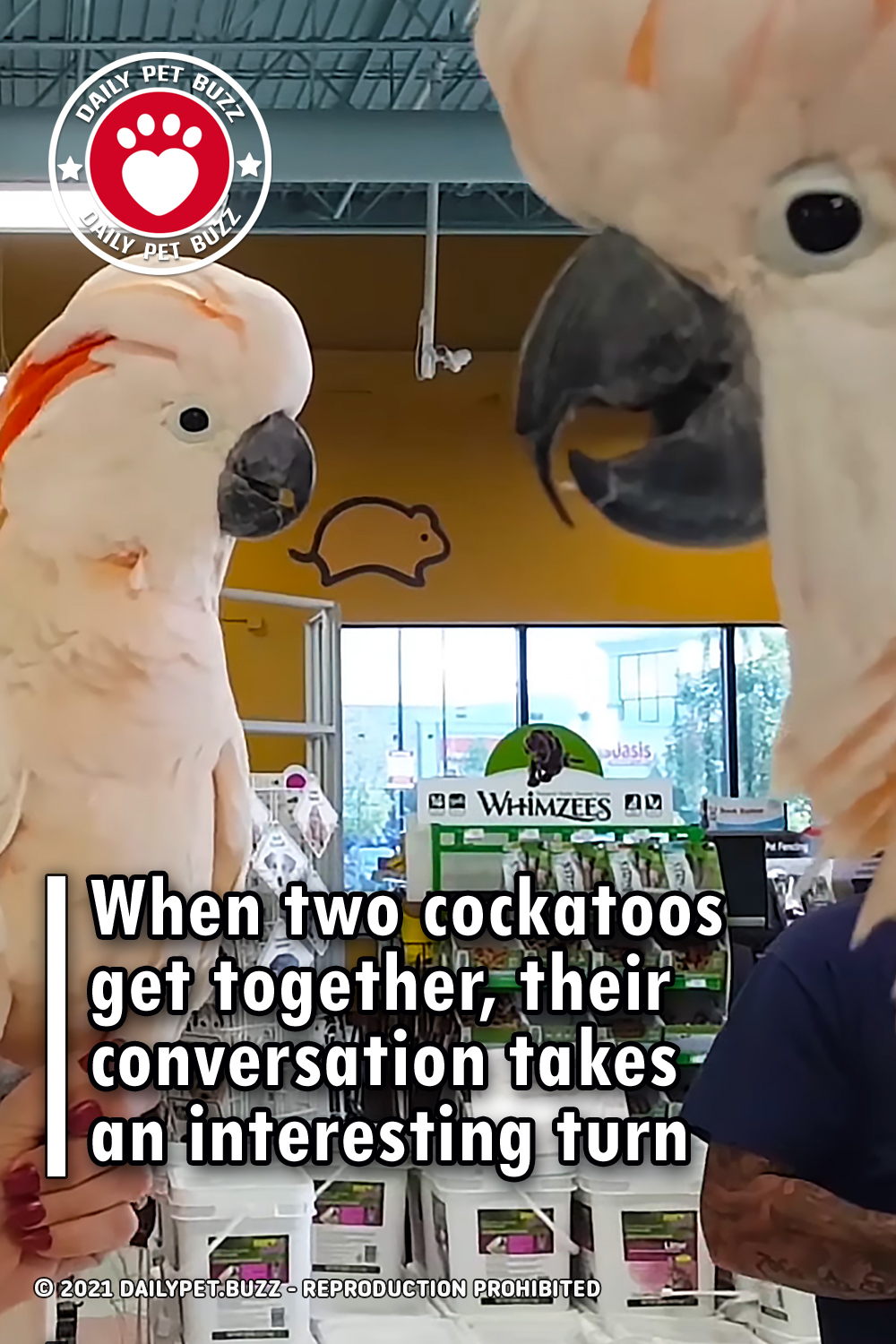 When two cockatoos get together, their conversation takes an ...