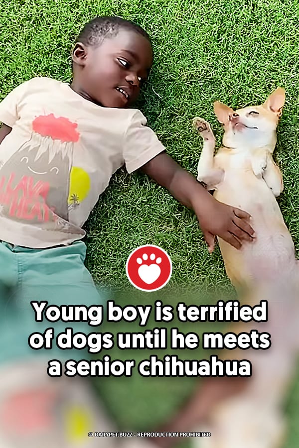 Young boy is terrified of dogs until he meets a senior chihuahua | Pet Buzz