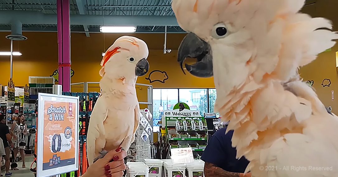 When two cockatoos get together, their conversation takes an ...