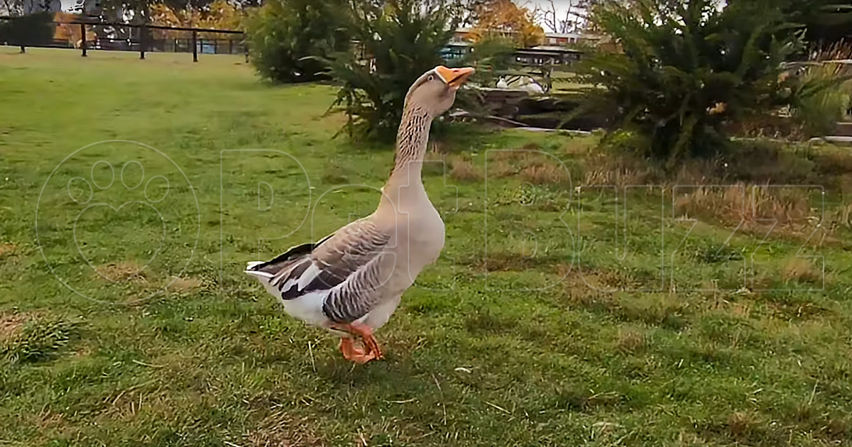 ‘Stayin’ Alive’ is the perfect theme for these rescued animals | Pet Buzz