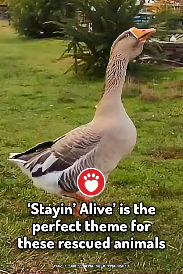 ‘Stayin’ Alive’ is the perfect theme for these rescued animals | Pet Buzz