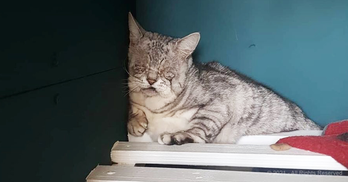 A cat with a rare disorder gets a forever home along with his BFF - Pet ...