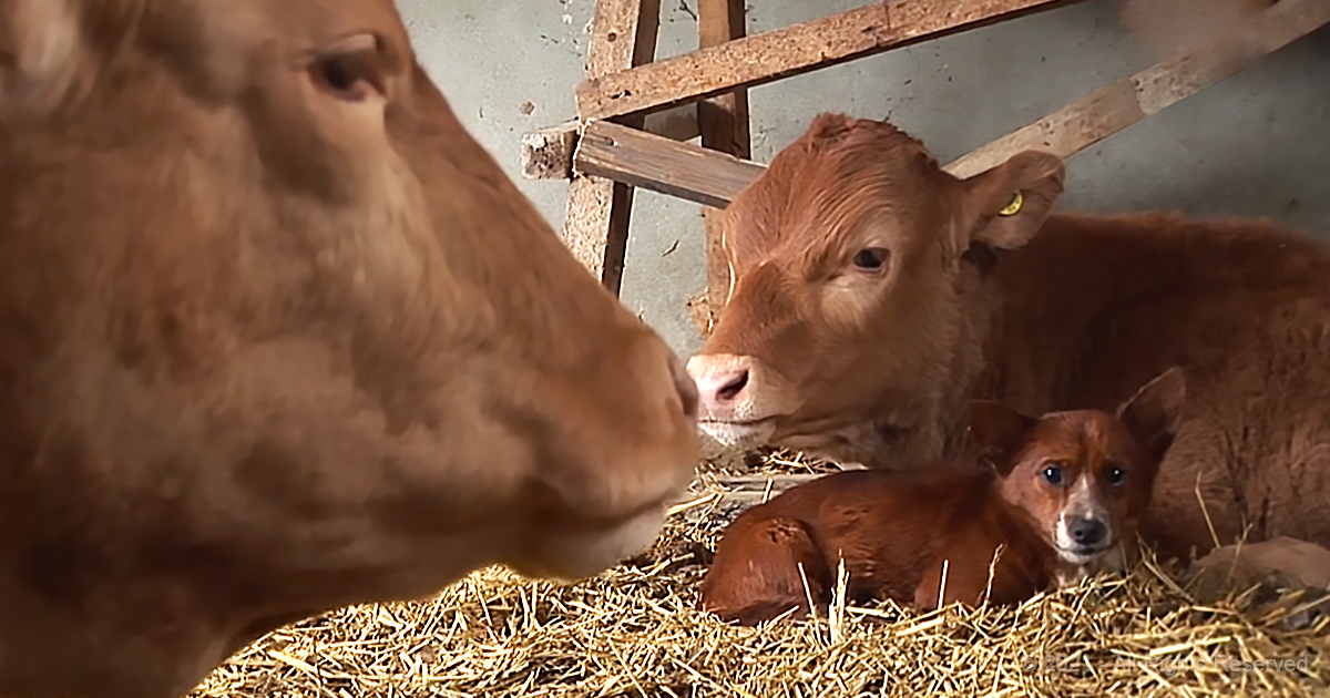 Cow and puppy duo are reunited after a long time apart – Pet Buzz