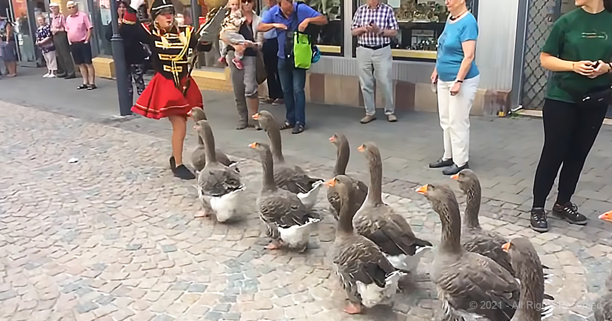 Parade of gleeful geese waddle to ‘When The Saints Go Marching In ...