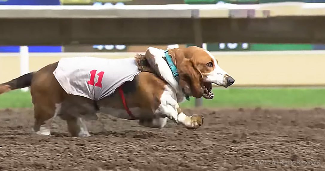 Release the hounds! Adorable short-legged Basset Hounds compete in ...