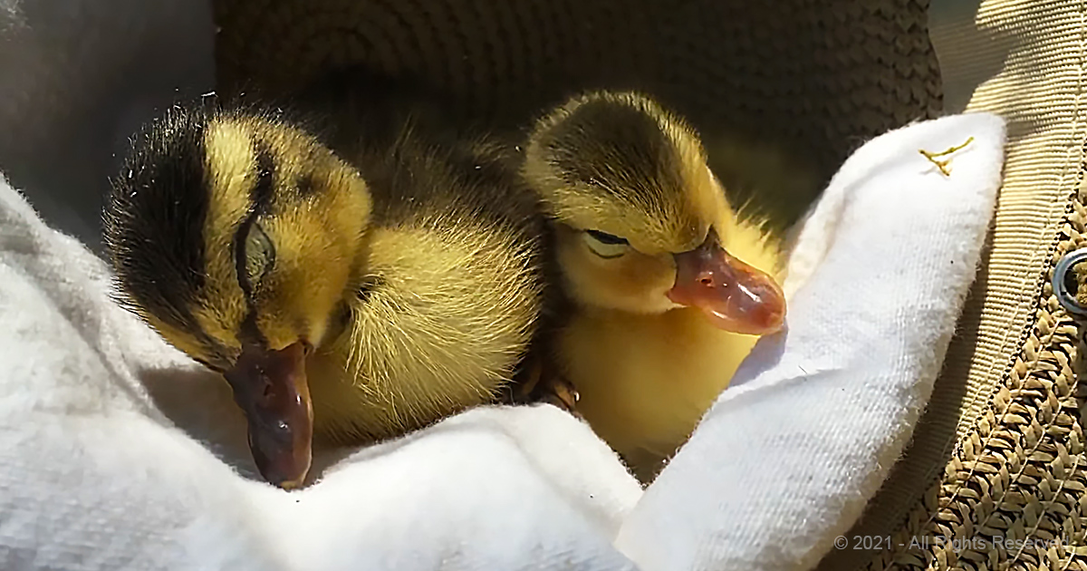 Tiny ducklings nodding off to sleep will make your day - Pet Buzz