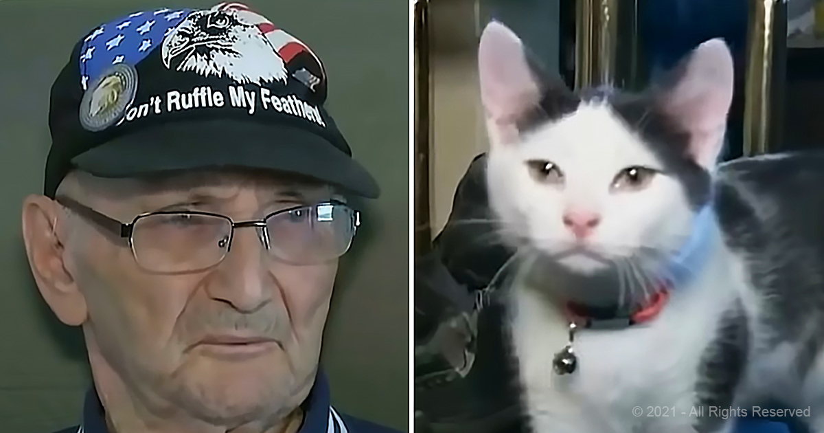 Hero cat awarded bravery citation for saving senior at home – Pet Buzz