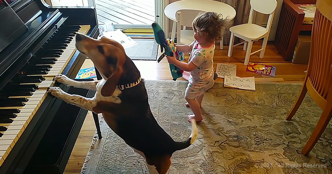 Piano-playing Beagle and dancing baby attract 13.7 million views with ...