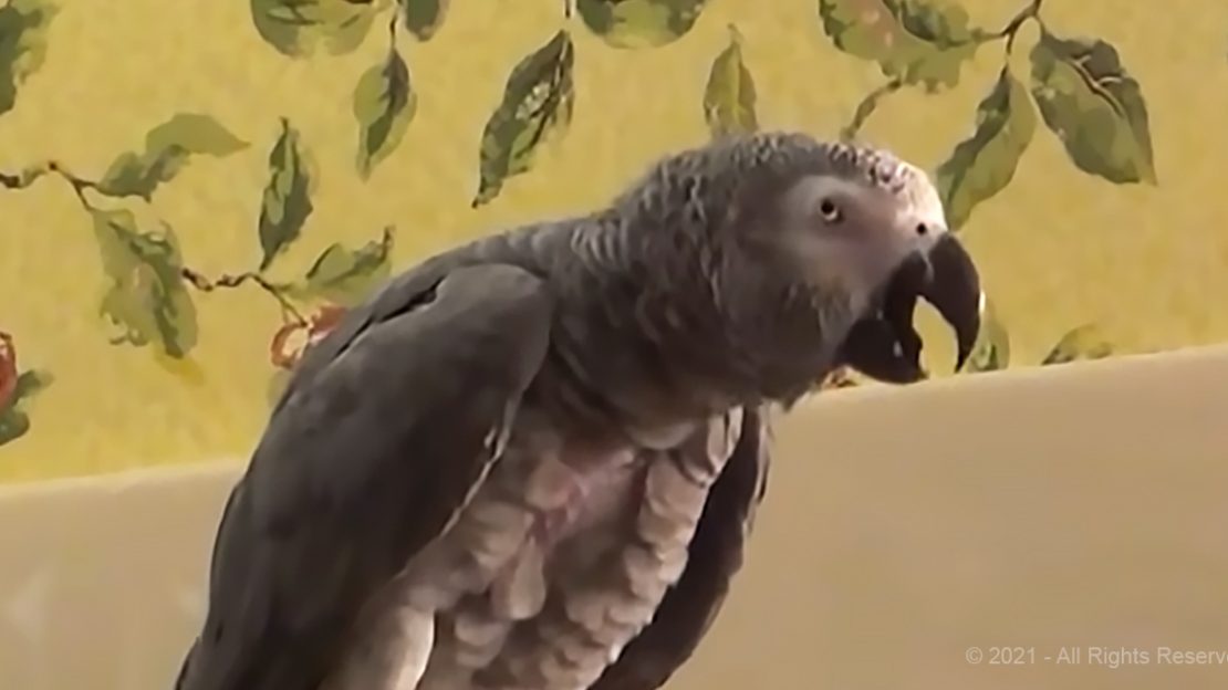 Meet Petra, The African Grey Parrot Who Chats Up A Storm With Alexa ...