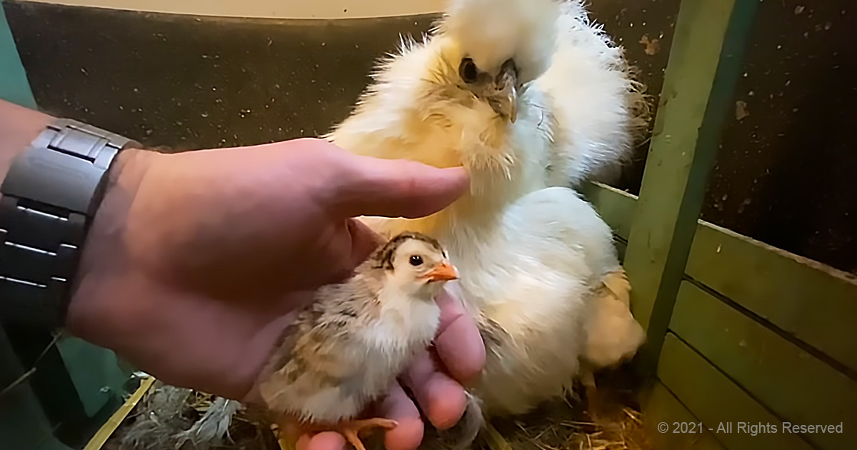 Momma chicken hatches baby duckling – Pet Buzz