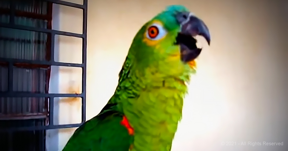 This soprano parrot sings Mozart better than most | Pet Buzz