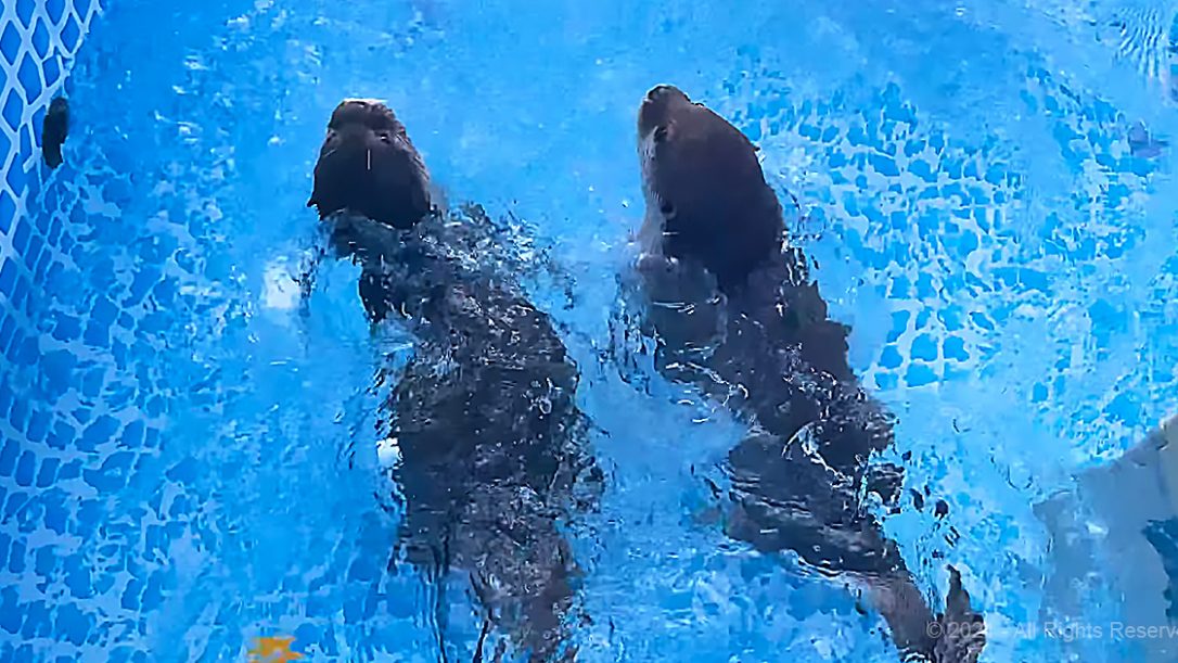 Pet otter’s reaction to cows is too cute – Pet Buzz