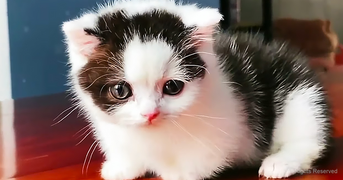 Munchkin kitten is a ball of happiness – Pet Buzz