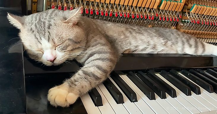 Piano cat is the purrrfect way to relax – Pet Buzz