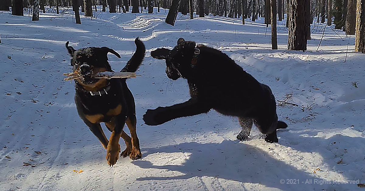 This dog and panther are best friends – Pet Buzz