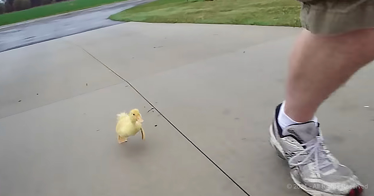 This young duck doesn’t want to be left out – Pet Buzz