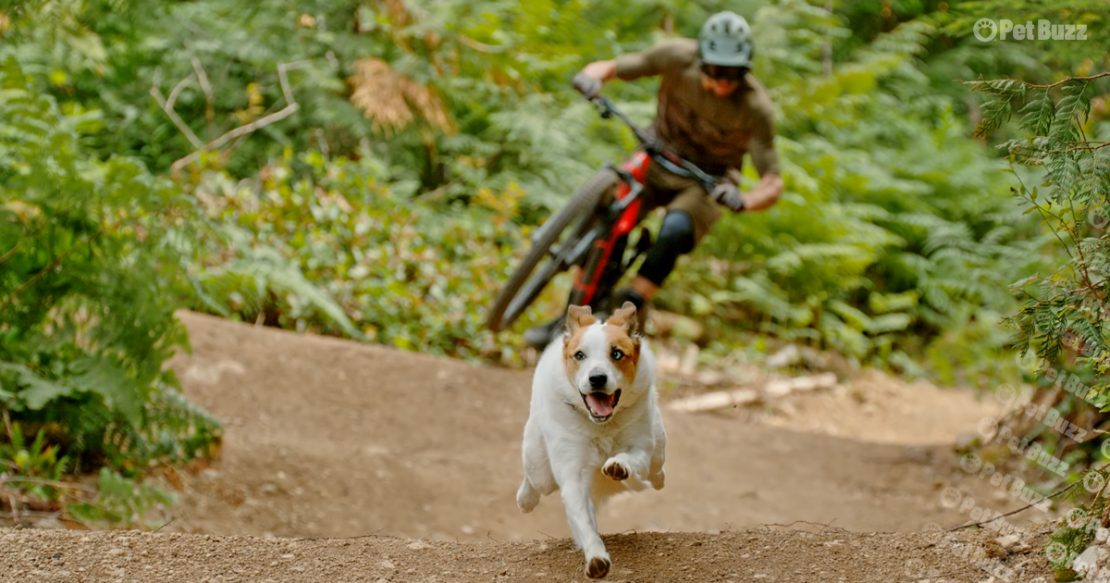 Retired trail dog remembers the good old days – Pet Buzz