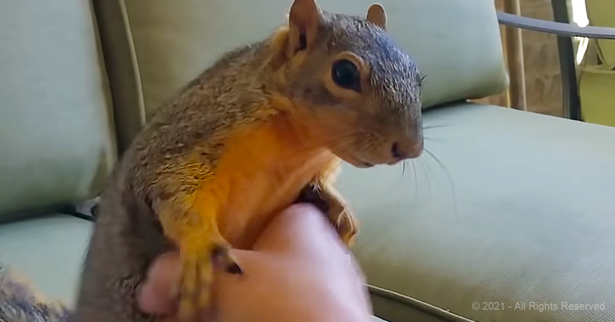 Squirrel giggles to internet stardom – Pet Buzz