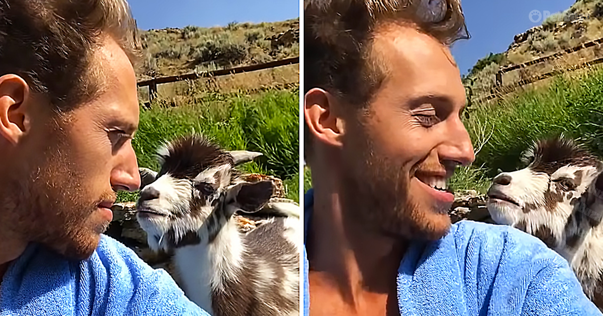 Adorable goat argues with man – Pet Buzz