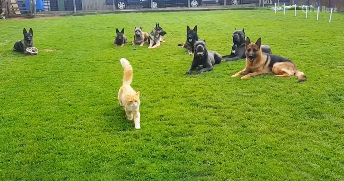Guard dogs totally disregard a cat in front of them – Pet Buzz
