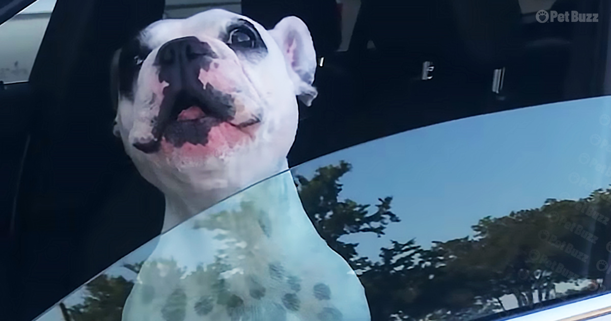 Walter the singing Frenchie dog | Pet Buzz