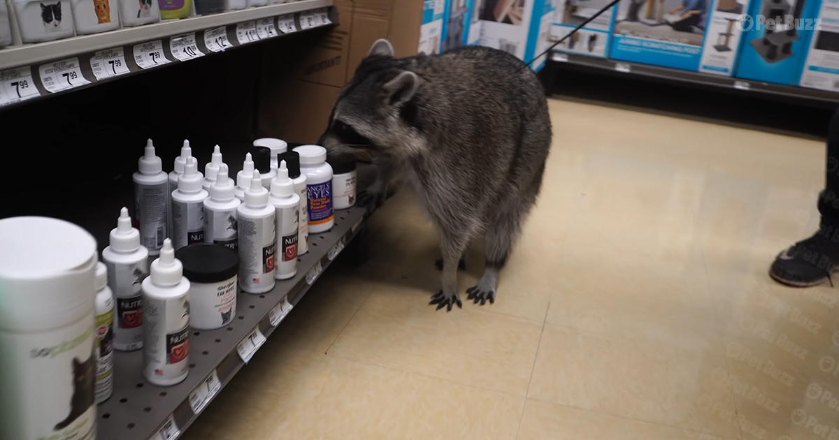 Adorable pet raccoon helps his friend shop at the pet store – Pet Buzz