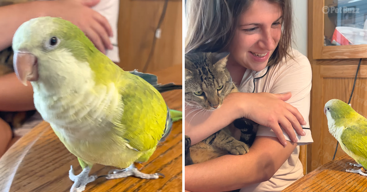 Tango the vocal Quaker parrot does the best Tweety Bird impression ...