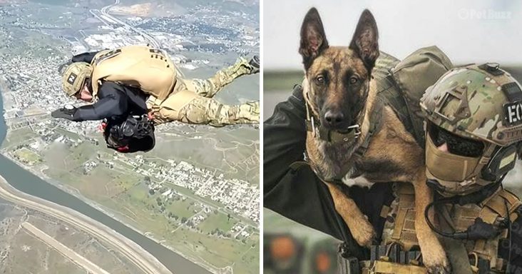US military dogs parachute out airplanes and rappel down from ...