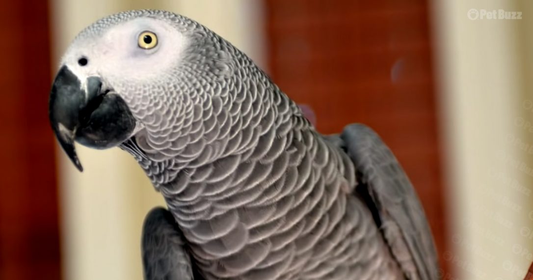 A parrot who spoke Queen’s English returned after four years and spoke ...