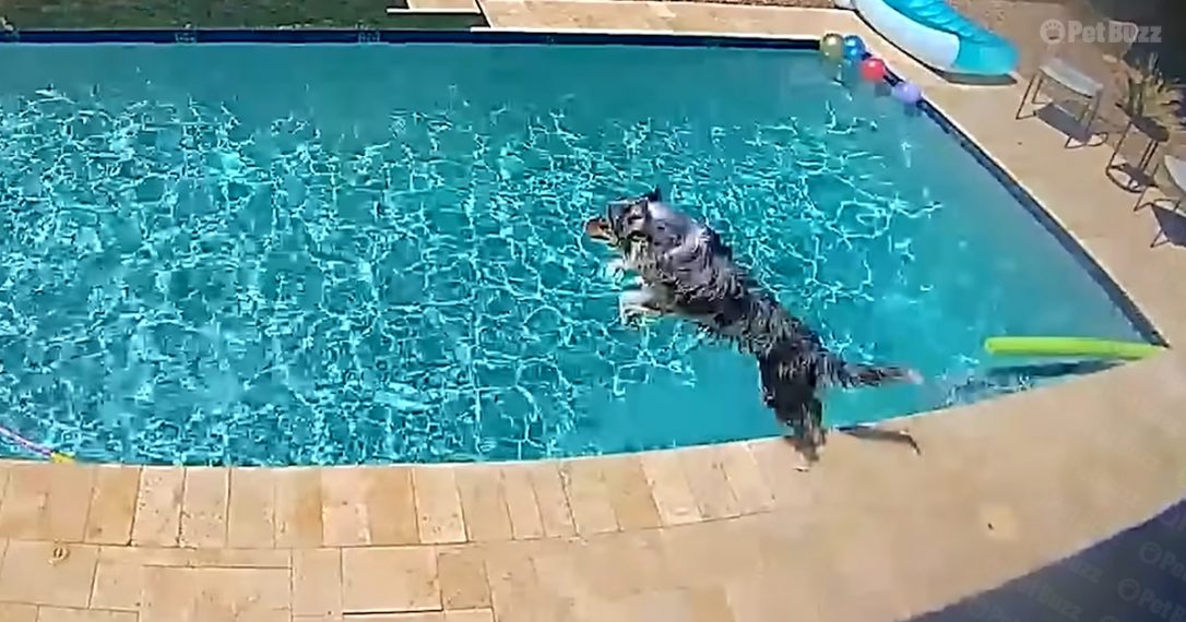 Dog gets a pool all to himself, has the time of his life – Pet Buzz