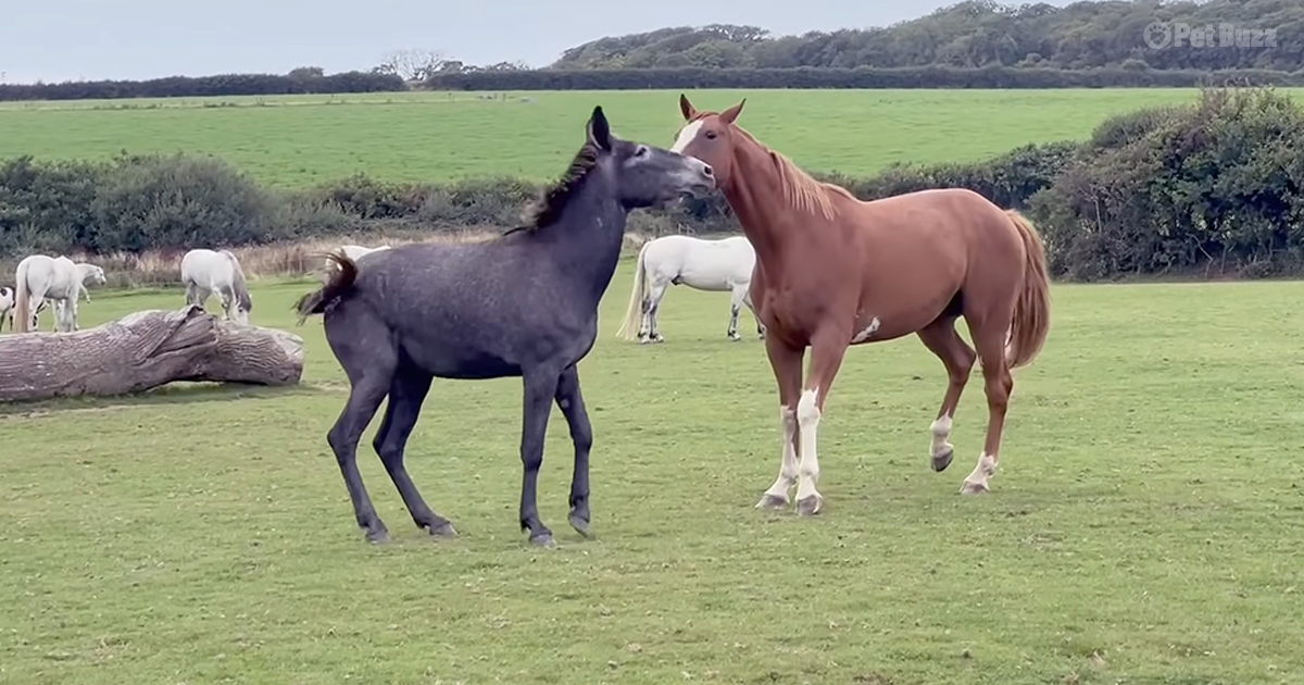 Manuel is an adorable mule with a big and carefree personality – Pet Buzz