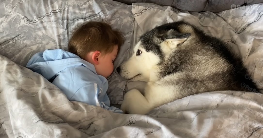 Stubborn husky refuses to let little boy sleep alone in heartwarming ...
