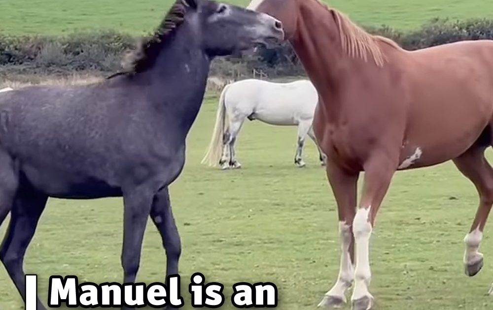 Manuel is an adorable mule with a big and carefree personality - Pet Buzz